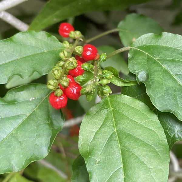 Rivina Humilis | Bloodberry | Pigeonberry | Rougeplant | Coralito - GCI