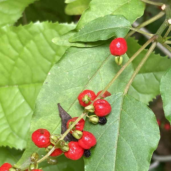 Rivina Humilis | Bloodberry | Pigeonberry | Rougeplant | Coralito - GCI
