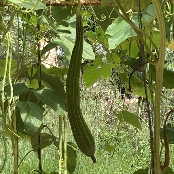Luffa acutangula | Ridge gourd - Green Cover Initiative