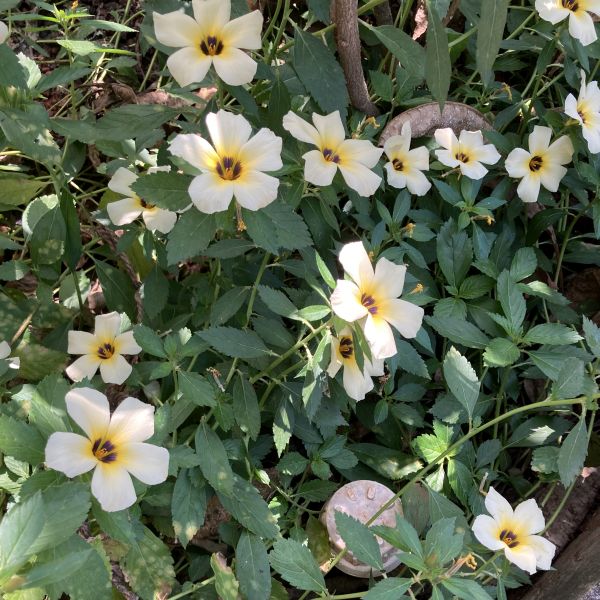 Turnera subulata | White buttercup - Green Cover Initiative