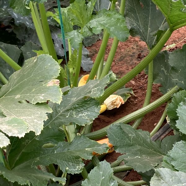 Cucurbita pepo var. cylindrica: Zucchini : Green Cover Initiative