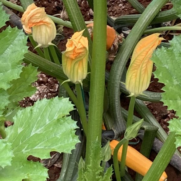 Cucurbita pepo var. cylindrica: Zucchini : Green Cover Initiative