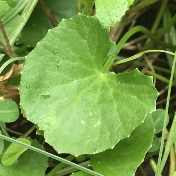 Centella asiatica | Asiatic pennywort - Green Cover Initiative
