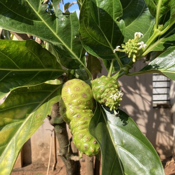 Morinda citrifolia | Great morinda - Trees - Green Cover Initiative