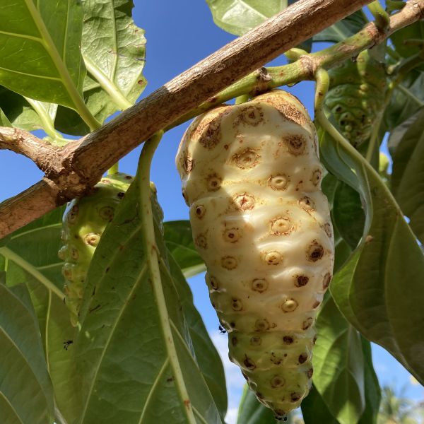 Morinda citrifolia | Great morinda - Trees - Green Cover Initiative