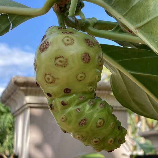 Morinda citrifolia | Great morinda - Trees - Green Cover Initiative