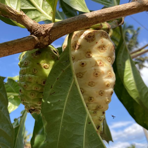 Morinda citrifolia | Great morinda - Trees - Green Cover Initiative