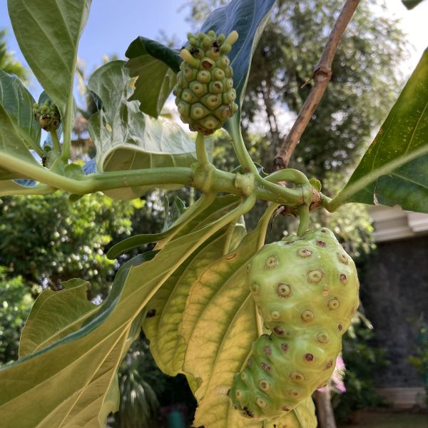 Morinda citrifolia | Great morinda - Trees - Green Cover Initiative