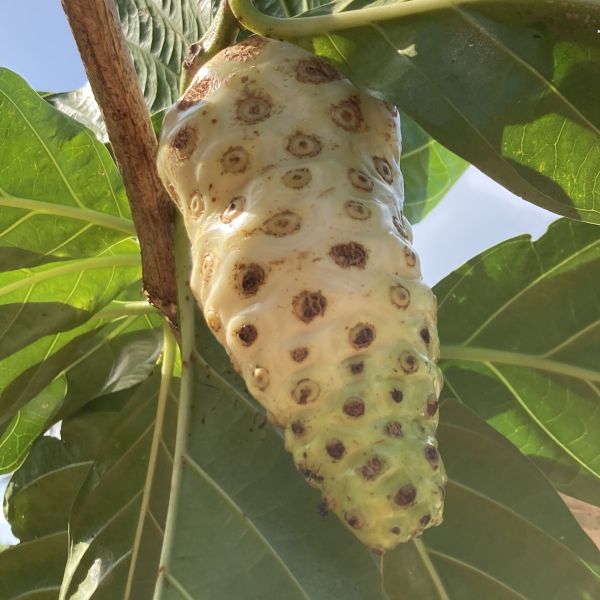 Morinda citrifolia | Great morinda - Trees - Green Cover Initiative