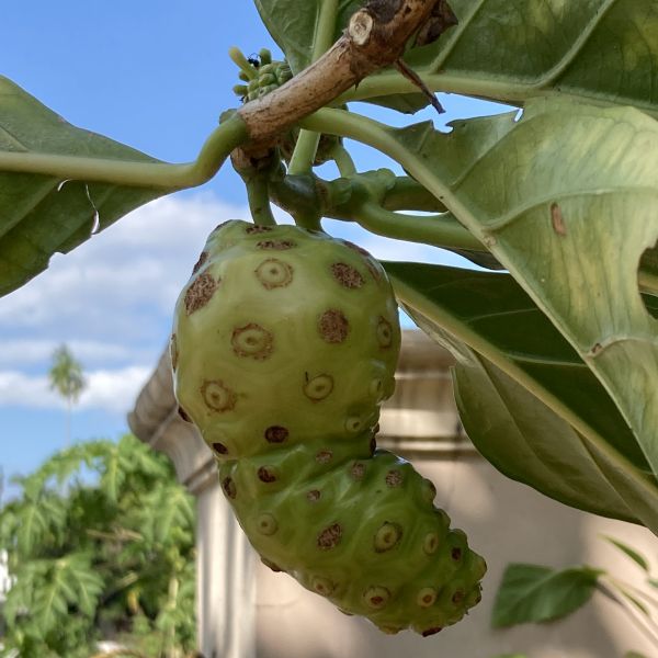 Morinda citrifolia | Great morinda - Trees - Green Cover Initiative