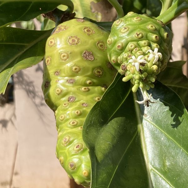 Morinda citrifolia | Great morinda - Trees - Green Cover Initiative