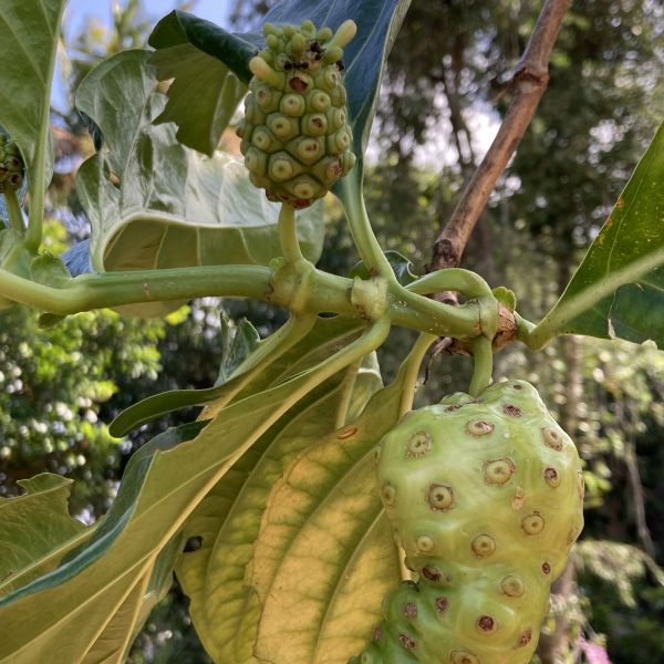 Morinda citrifolia | Great morinda - Trees - Green Cover Initiative