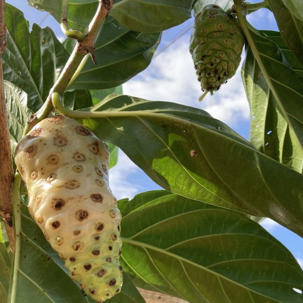 Morinda citrifolia | Great morinda - Trees - Green Cover Initiative