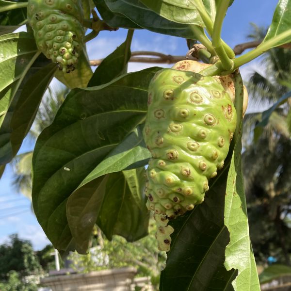 Morinda citrifolia | Great morinda - Trees - Green Cover Initiative