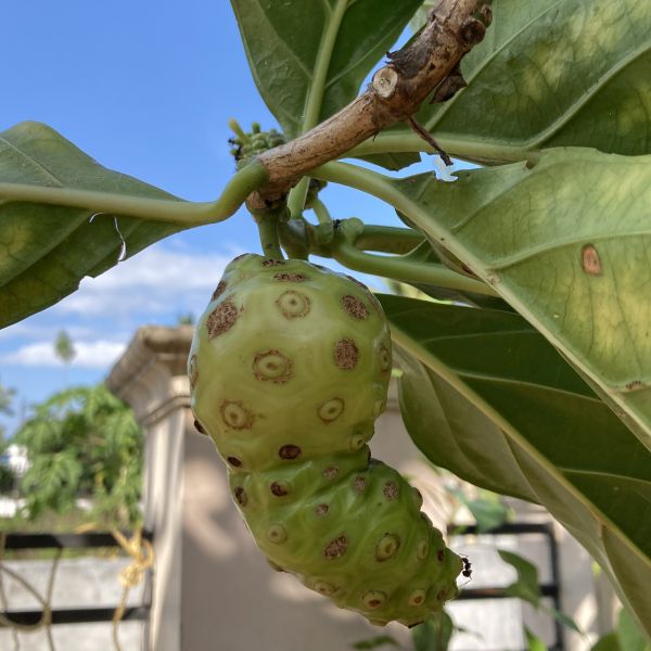 Morinda citrifolia | Great morinda - Trees - Green Cover Initiative