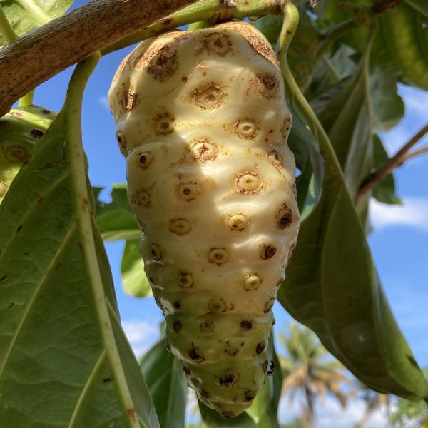 Morinda citrifolia | Great morinda - Trees - Green Cover Initiative