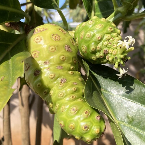 Morinda citrifolia | Great morinda - Trees - Green Cover Initiative