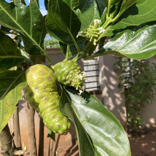 Morinda citrifolia | Great morinda - Trees - Green Cover Initiative