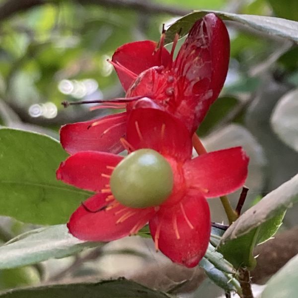 Ochna serrulata | Mickey mouse plant - Green Cover Initiative