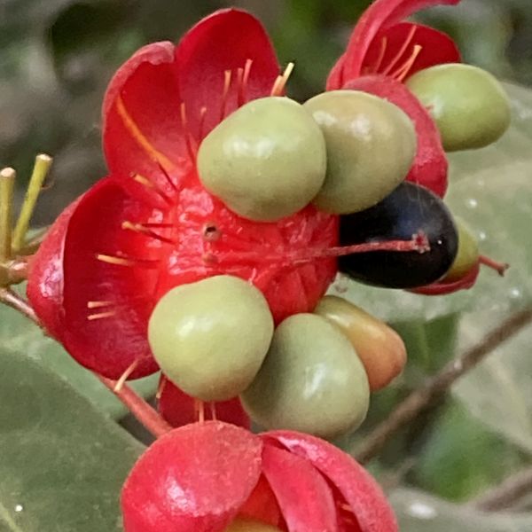 Ochna serrulata | Mickey mouse plant - Green Cover Initiative