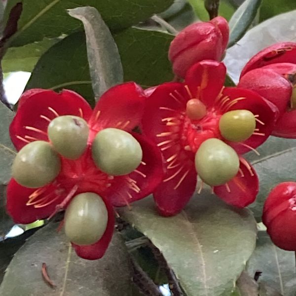 Ochna serrulata | Mickey mouse plant - Green Cover Initiative