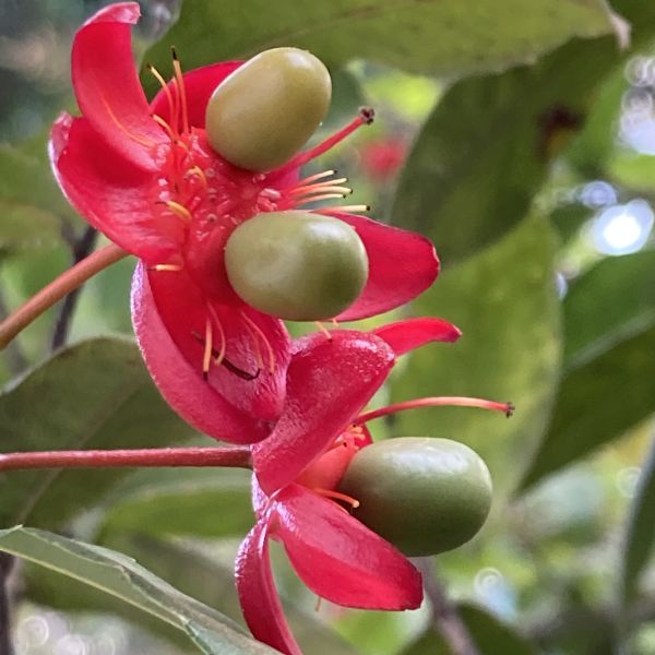 Ochna serrulata | Mickey mouse plant - Green Cover Initiative