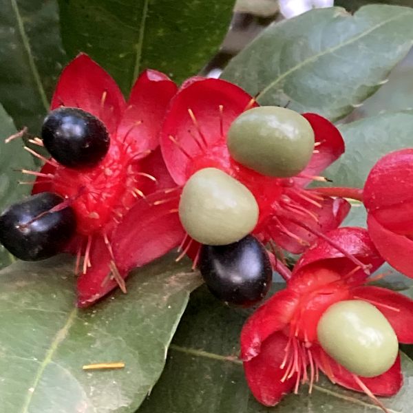 Ochna serrulata | Mickey mouse plant - Green Cover Initiative