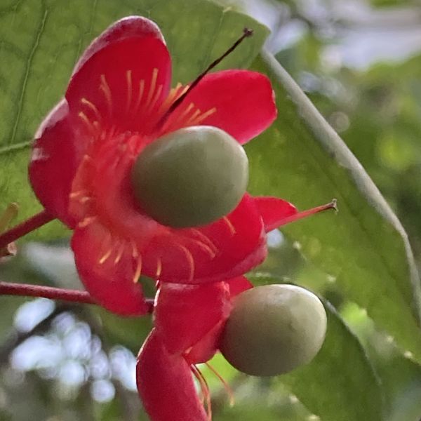 Ochna serrulata | Mickey mouse plant - Green Cover Initiative