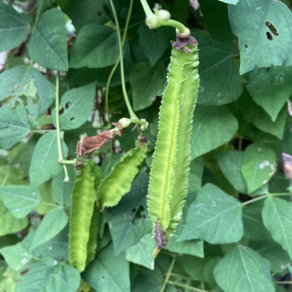 Psophocarpus tetragonolobus | Winged beans - Green Cover Initiative