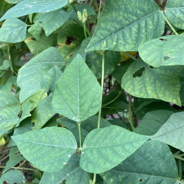 Psophocarpus tetragonolobus | Winged beans - Green Cover Initiative