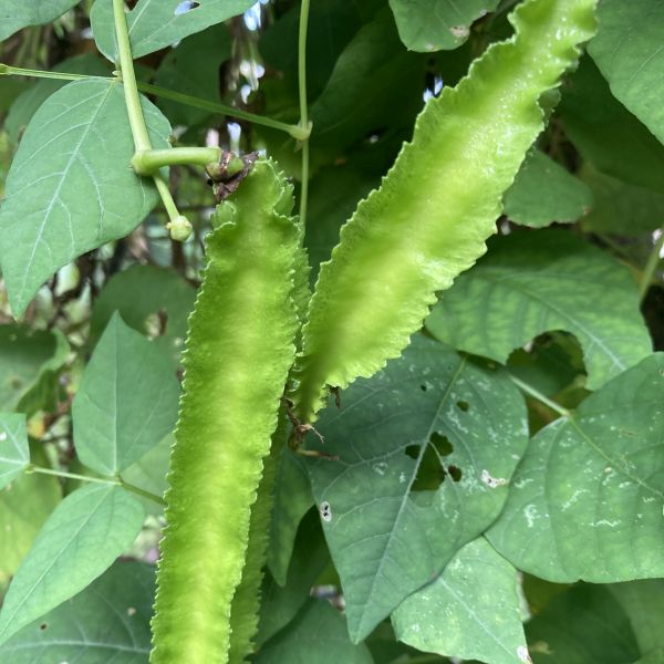 Psophocarpus tetragonolobus | Winged beans - Green Cover Initiative