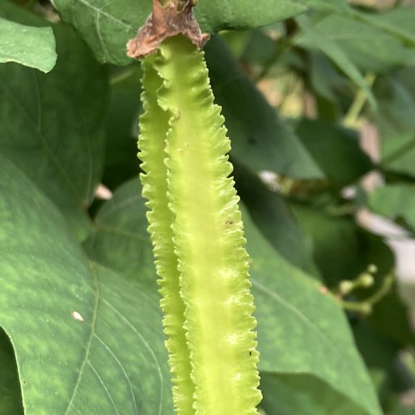 Psophocarpus tetragonolobus | Winged beans - Green Cover Initiative