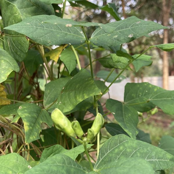Psophocarpus tetragonolobus | Winged beans - Green Cover Initiative