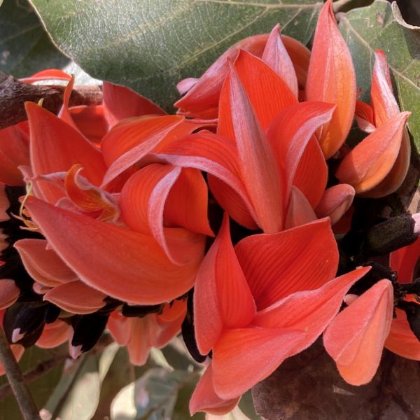 Butea monosperma | Flame of the forest - Green Cover Initiative