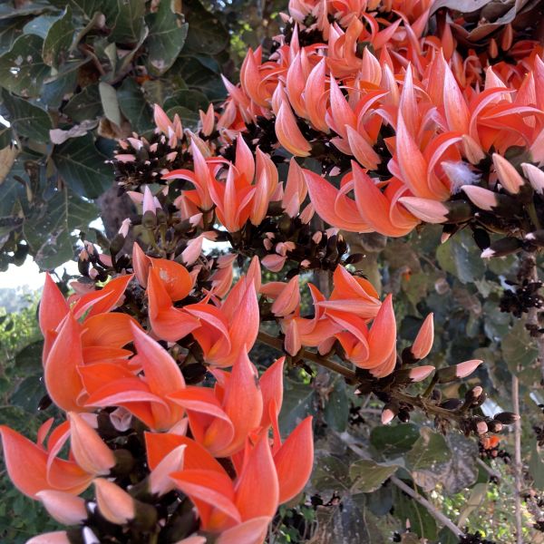 Butea monosperma | Flame of the forest - Green Cover Initiative