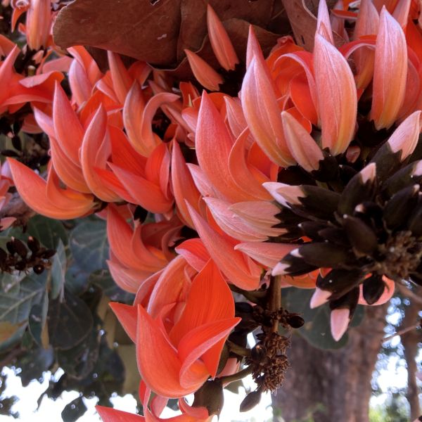 Butea monosperma | Flame of the forest - Green Cover Initiative