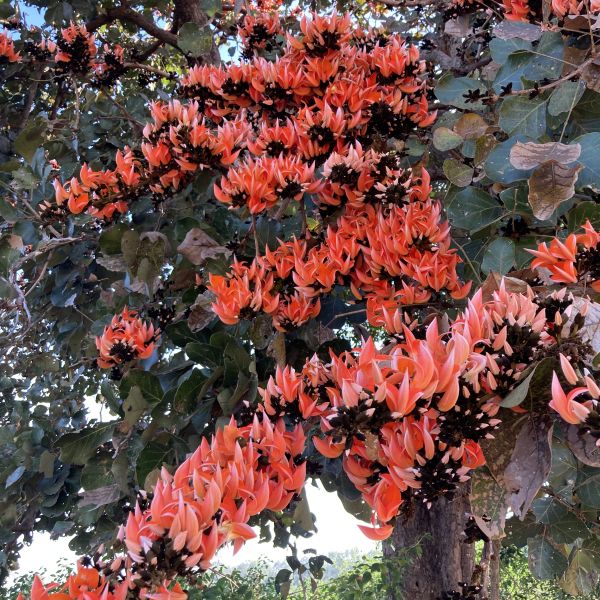 Butea monosperma | Flame of the forest - Green Cover Initiative