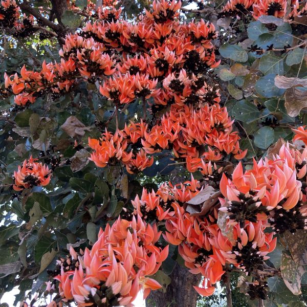 Butea monosperma | Flame of the forest - Green Cover Initiative