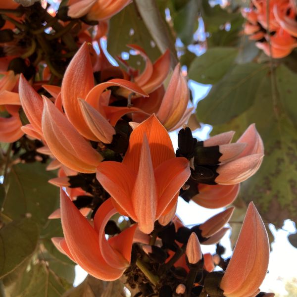 Butea monosperma | Flame of the forest - Green Cover Initiative