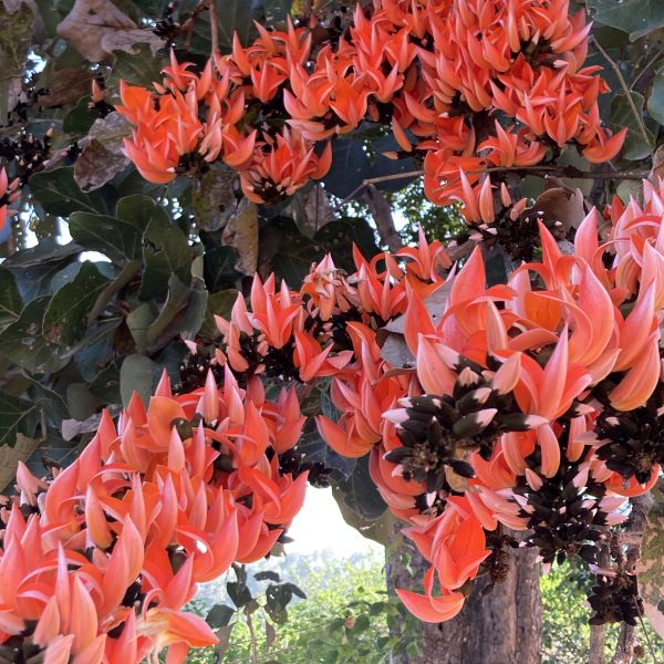 Butea monosperma | Flame of the forest - Green Cover Initiative