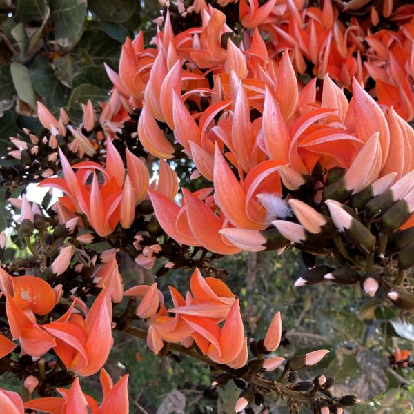 Butea monosperma | Flame of the forest - Green Cover Initiative