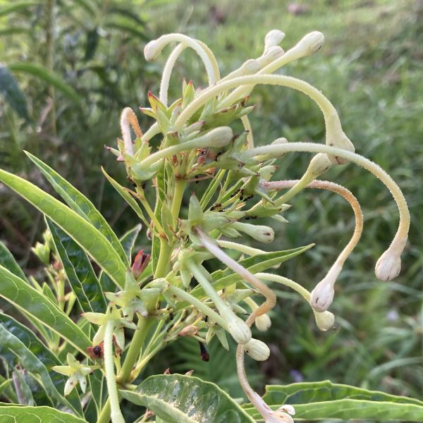 Clerodendrum indicum | Tubeflower - Green Cover Initiative