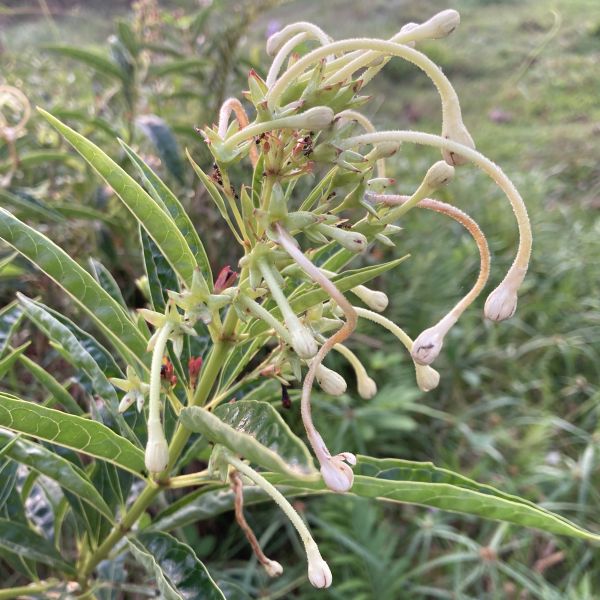 Clerodendrum indicum | Tubeflower - Green Cover Initiative