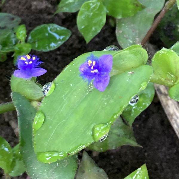 Cyanotis cristata | Crested Cat Ears - Wild plants - Green Cover Initiative