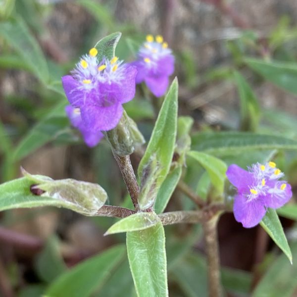 Cyanotis cristata | Crested Cat Ears - Wild plants - Green Cover Initiative