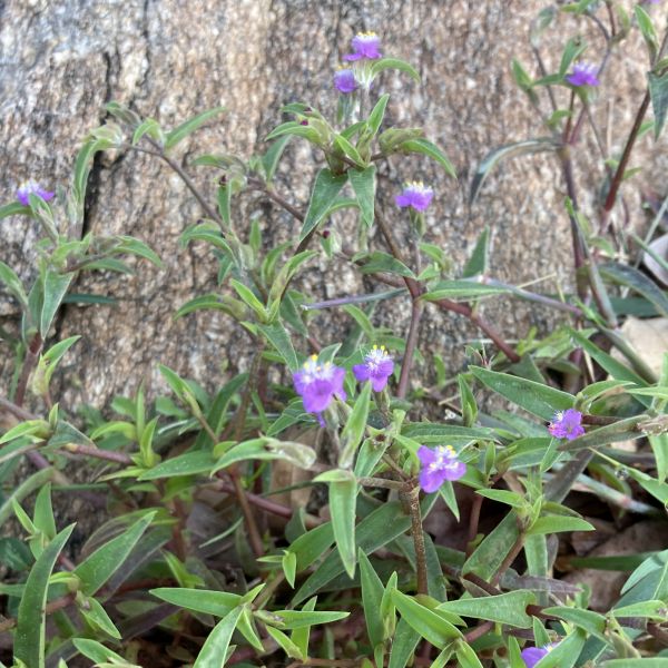 Cyanotis cristata | Crested Cat Ears - Wild plants - Green Cover Initiative