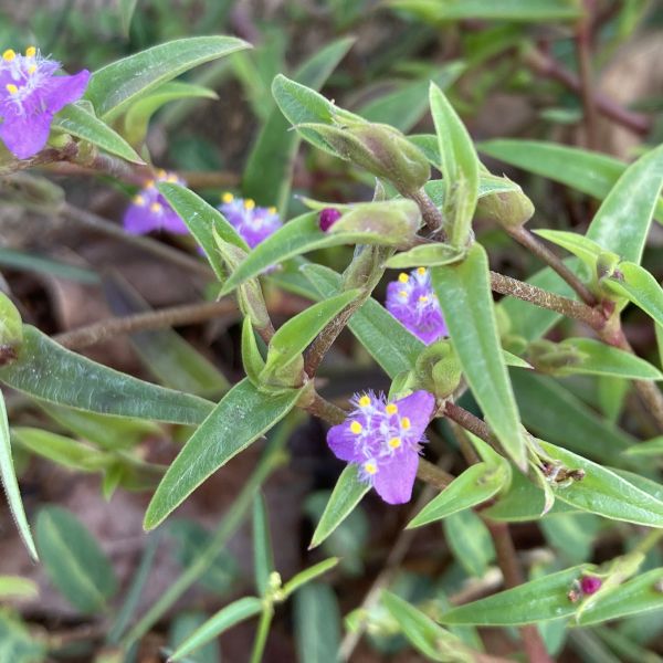 Cyanotis cristata | Crested Cat Ears - Wild plants - Green Cover Initiative