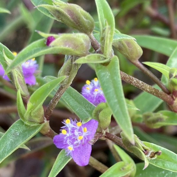 Cyanotis cristata | Crested Cat Ears - Wild plants - Green Cover Initiative
