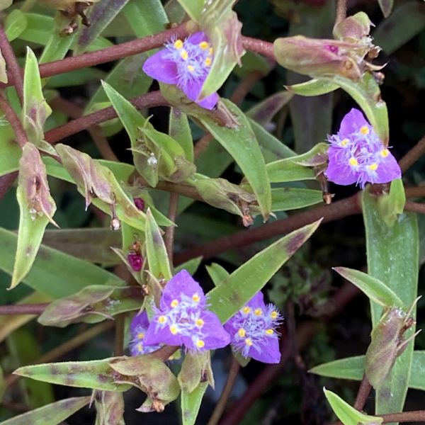 Cyanotis cristata | Crested Cat Ears - Wild plants - Green Cover Initiative