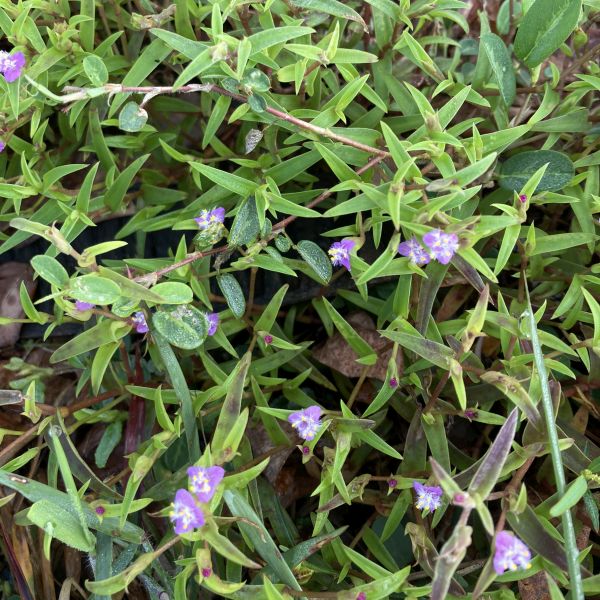 Cyanotis cristata | Crested Cat Ears - Wild plants - Green Cover Initiative